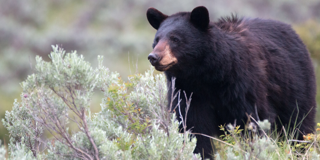 5 Native Animals of Colorado | Elevations Credit Union